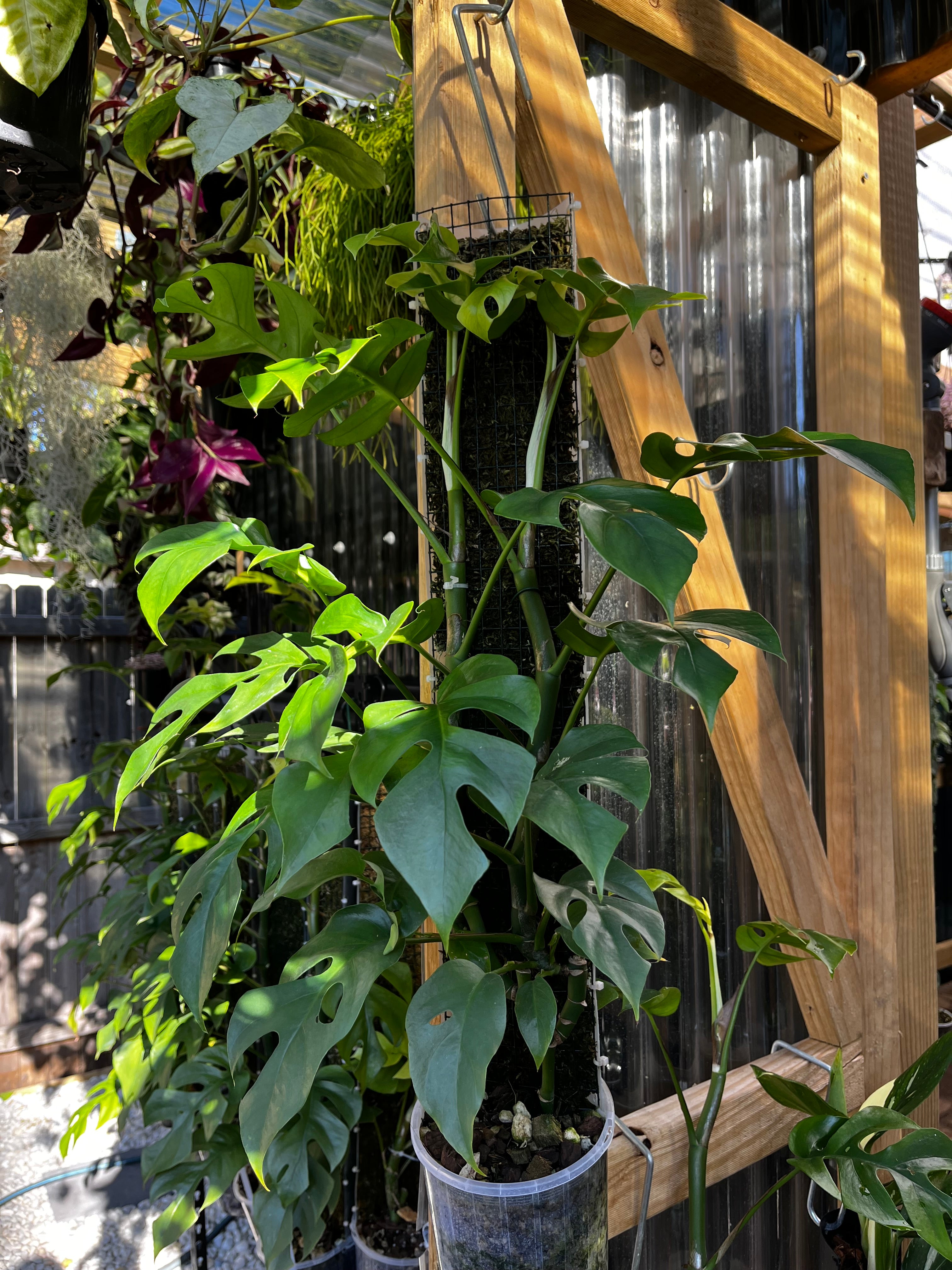 The Ultimate Guide to Mini Monstera! – UrbanJungleSydney